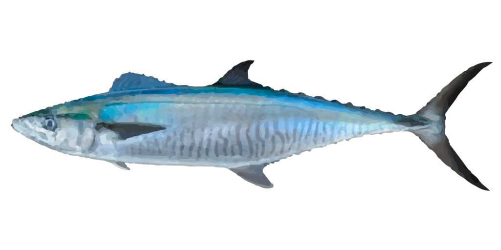 Spanish Mackerel Where To Catch Spanish Mackerel Fishing Spots Spanish Mackerel Where To Catch Spanish Mackerel Fishing Spots